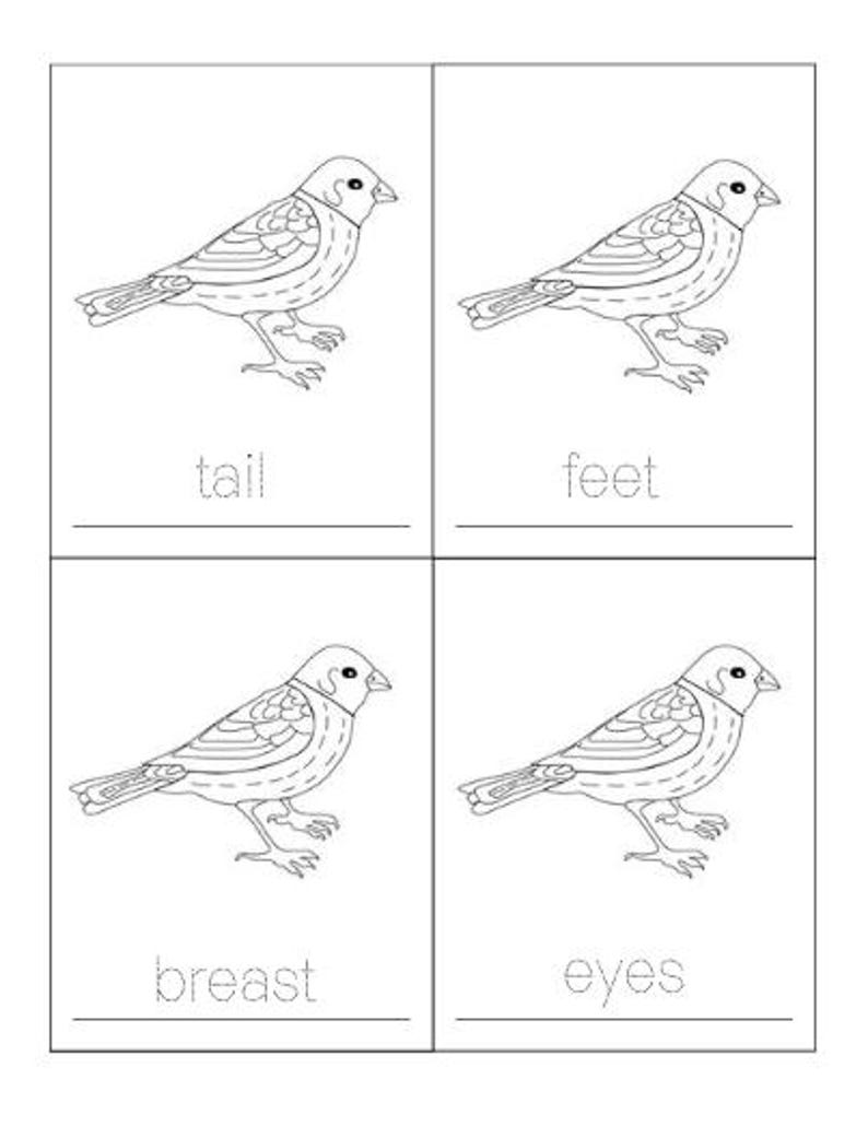 Parts of a Bird - Montessori 3-part-cards - Etsy