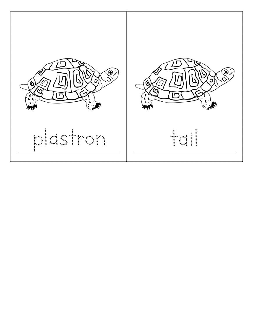 Parts of Turtle - Montessori 3-part-cards - Etsy