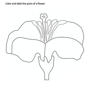 Parts of a Flower-montessori 3-part-cards - Etsy