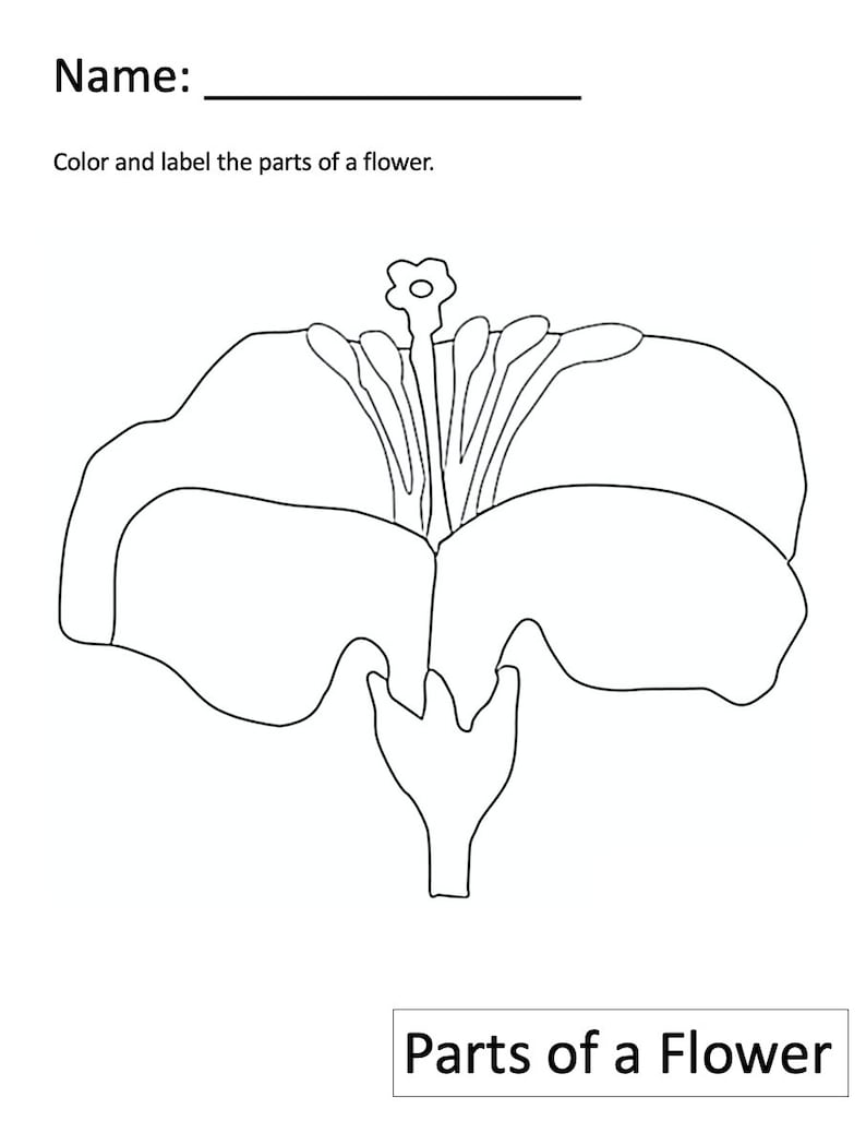 Parts of a Flower-montessori 3-part-cards - Etsy