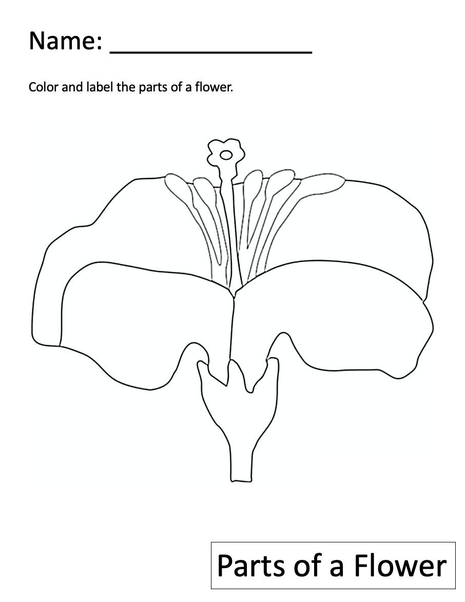 Parts of a Flower-montessori 3-part-cards - Etsy