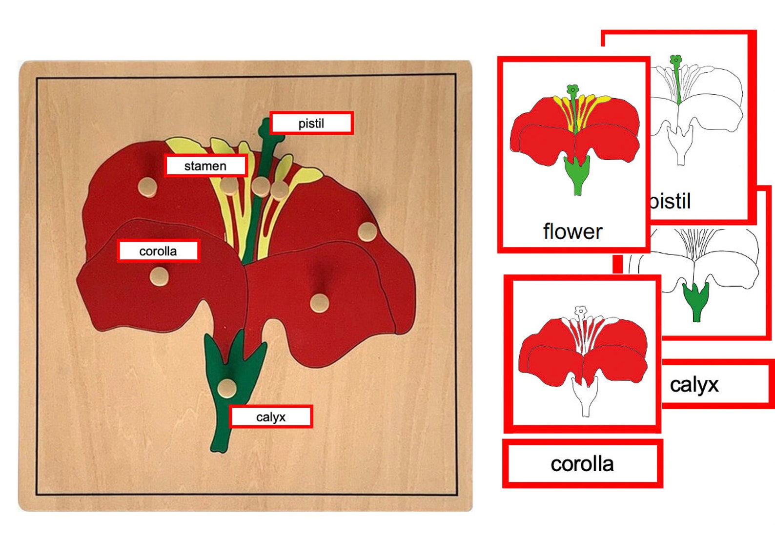 Parts of a Flower-montessori 3-part-cards - Etsy