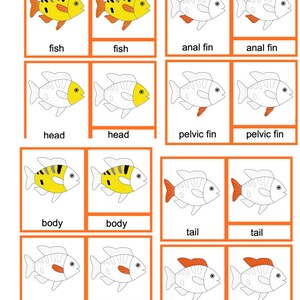 Parts of a Fish - Montessori 3-part-cards - Etsy