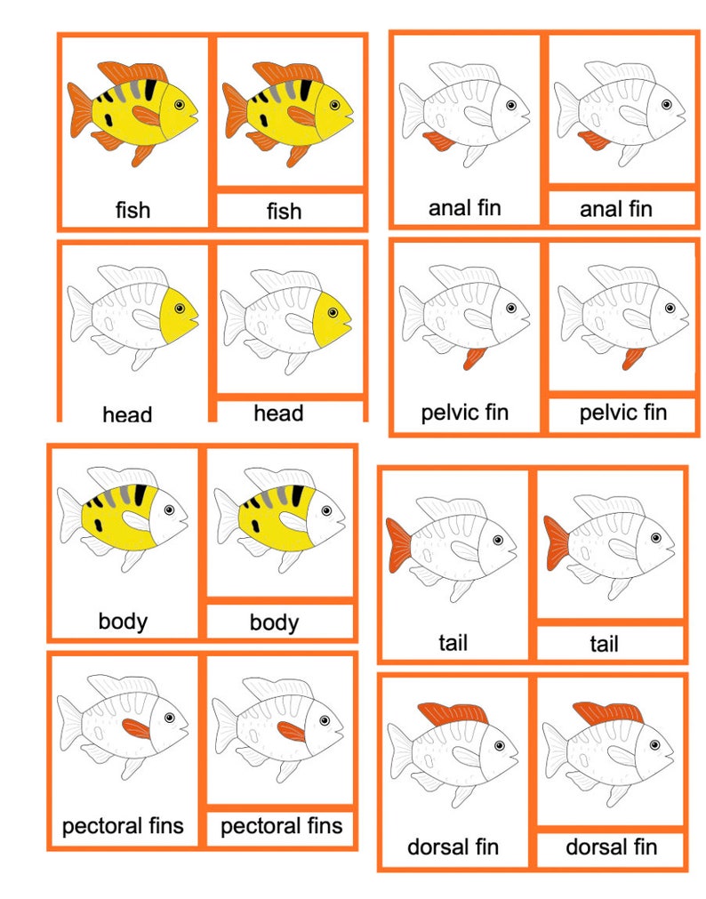 Parts of a Fish - Montessori 3-part-cards - Etsy
