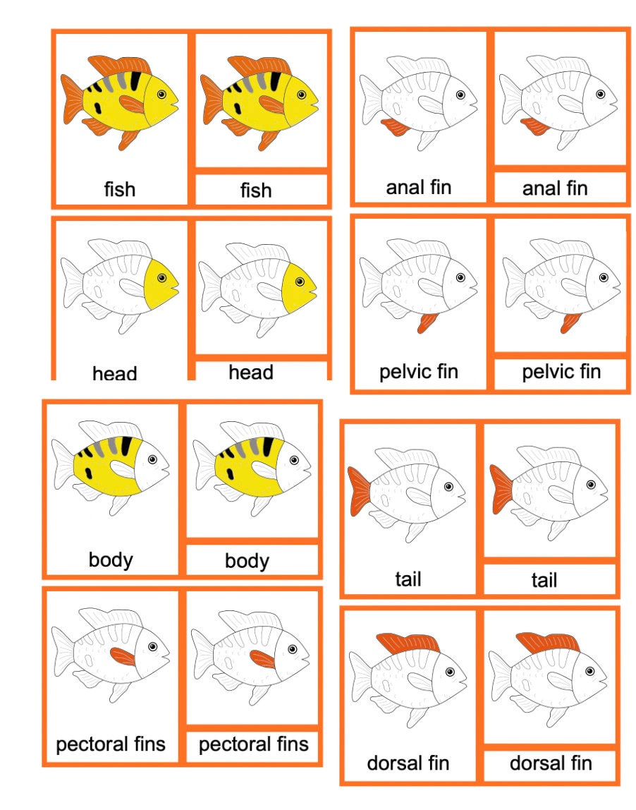 Parts of a Fish - Montessori 3-part-cards - Etsy
