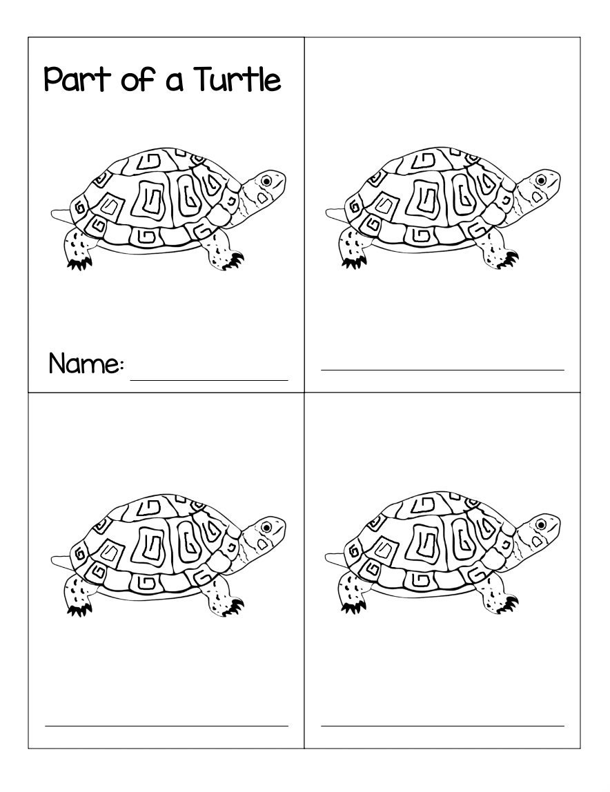Parts of Turtle - Montessori 3-part-cards - Etsy