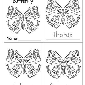 Parts of a Butterfly - Montessori 3-part-cards - Etsy