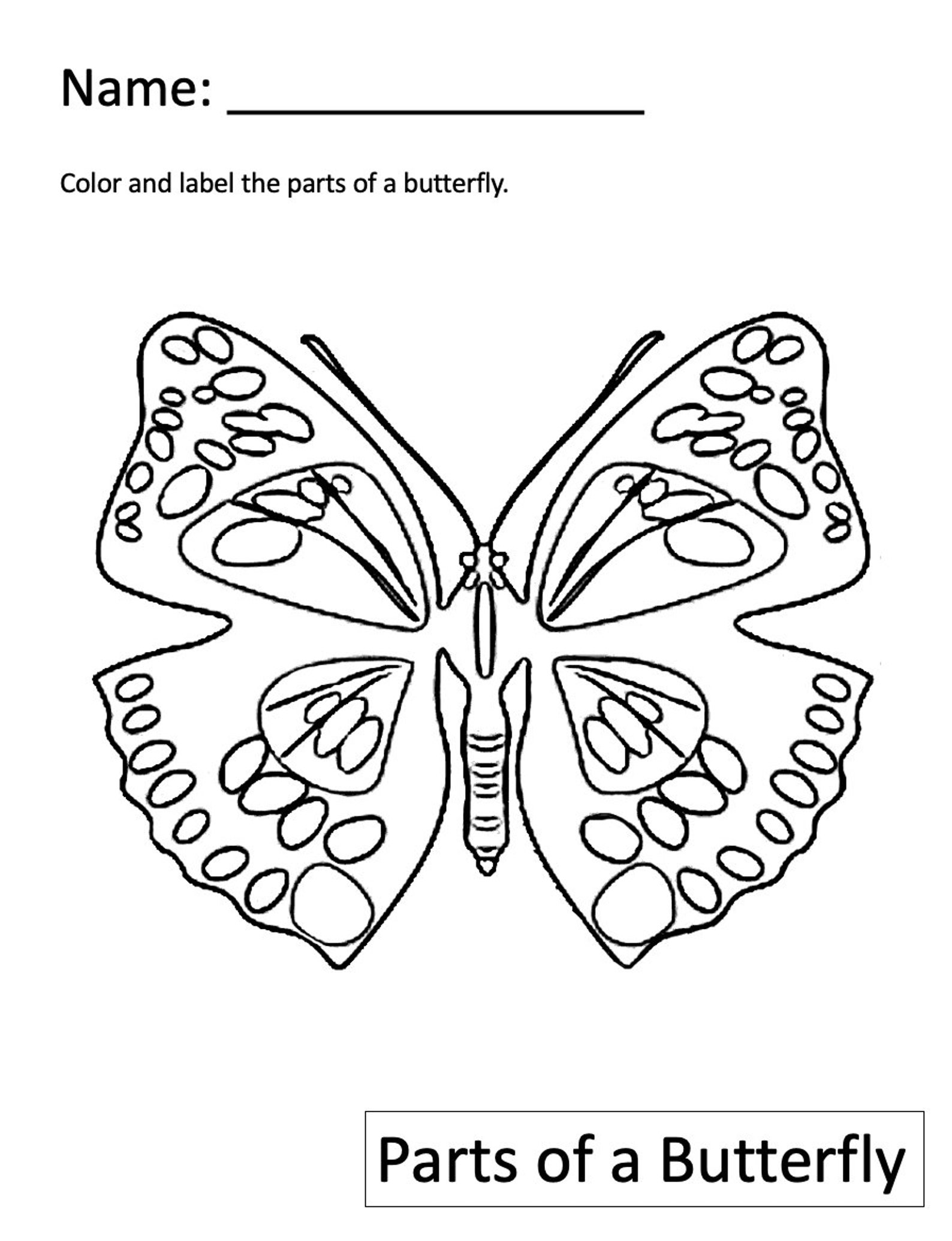 Parts of a Butterfly - Montessori 3-part-cards - Etsy