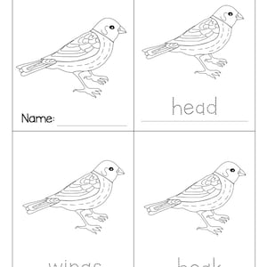 Parts of a Bird - Montessori 3-part-cards - Etsy