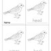 Parts of a Bird - Montessori 3-part-cards - Etsy