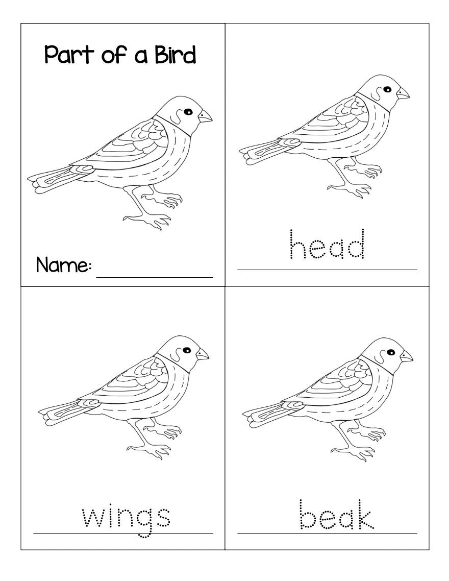 Parts of a Bird - Montessori 3-part-cards - Etsy