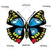 Parts of a Butterfly - Montessori 3-part-cards - Etsy