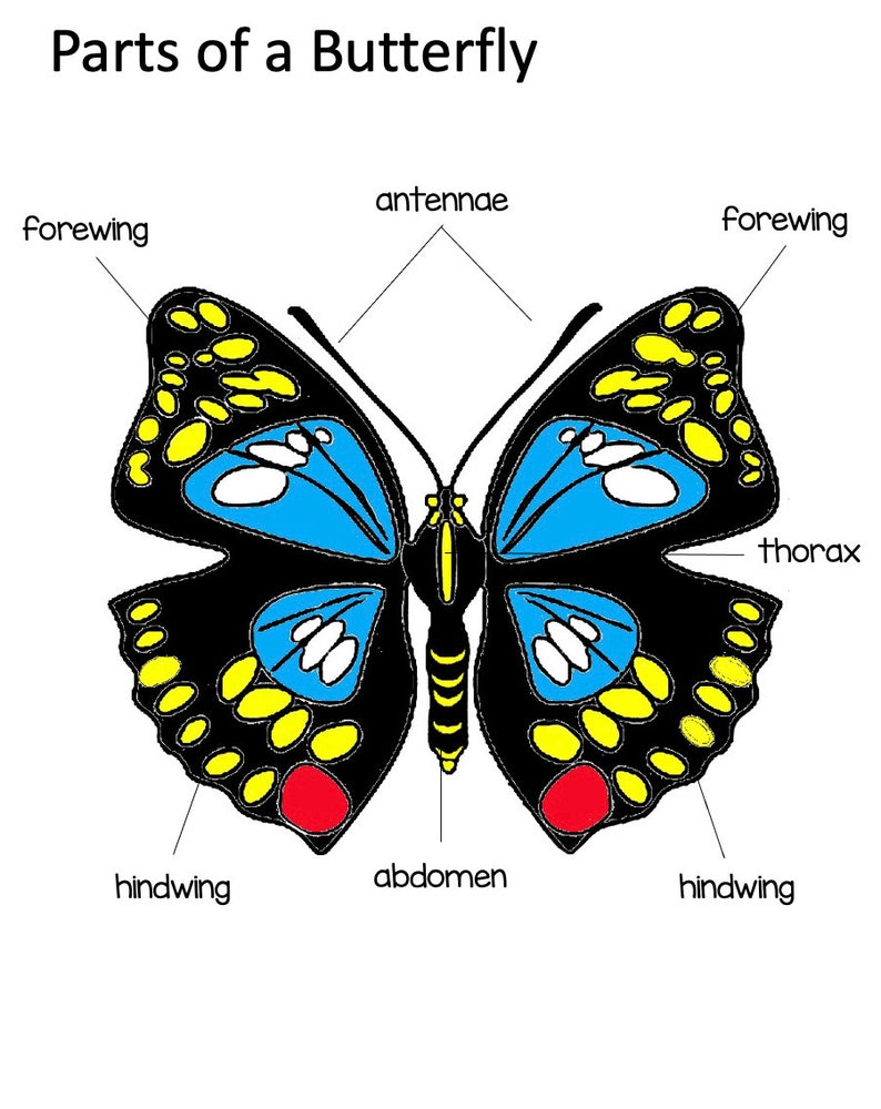 Parts of a Butterfly - Montessori 3-part-cards - Etsy