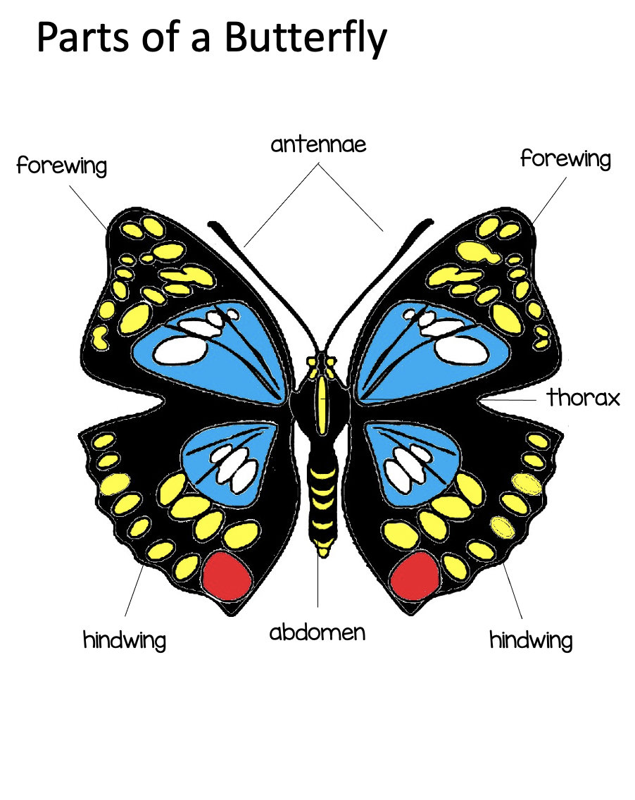 Parts of a Butterfly - Montessori 3-part-cards - Etsy