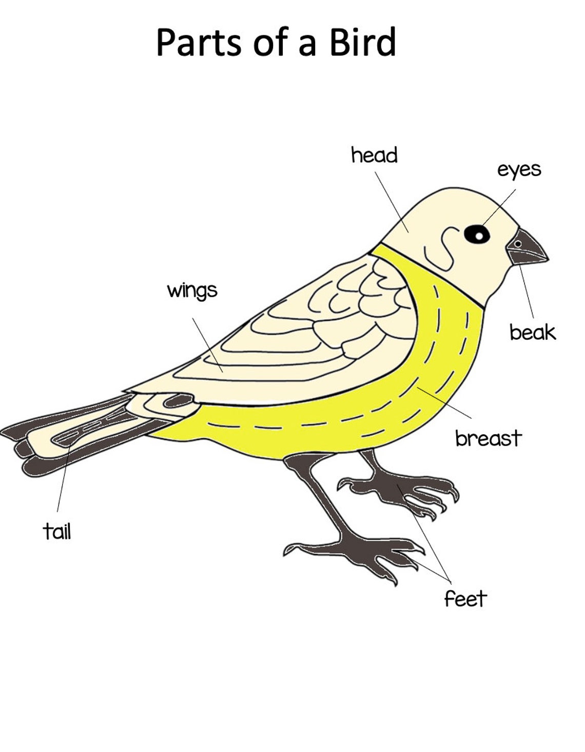 Parts of a Bird - Montessori 3-part-cards - Etsy