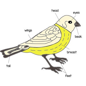 Parts of a Bird - Montessori 3-part-cards - Etsy