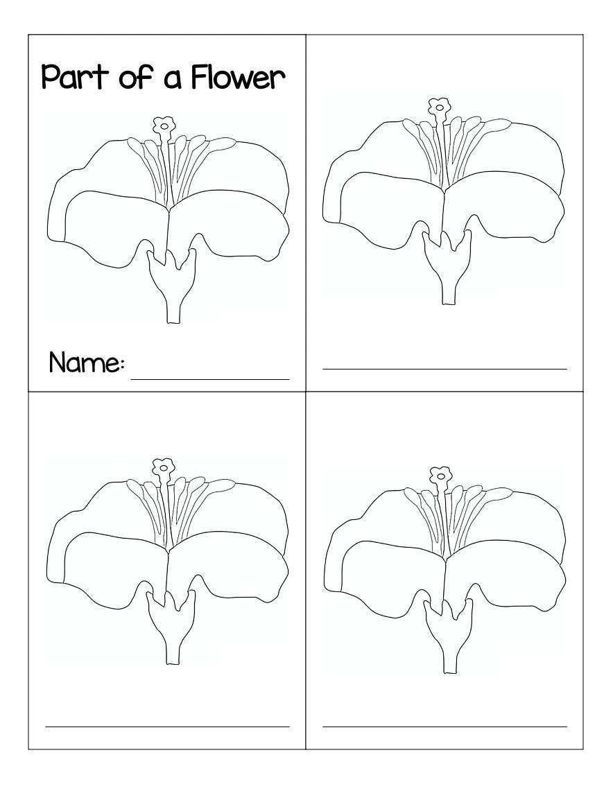 Parts of a Flower-montessori 3-part-cards - Etsy