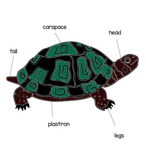 Parts of Turtle - Montessori 3-part-cards - Etsy