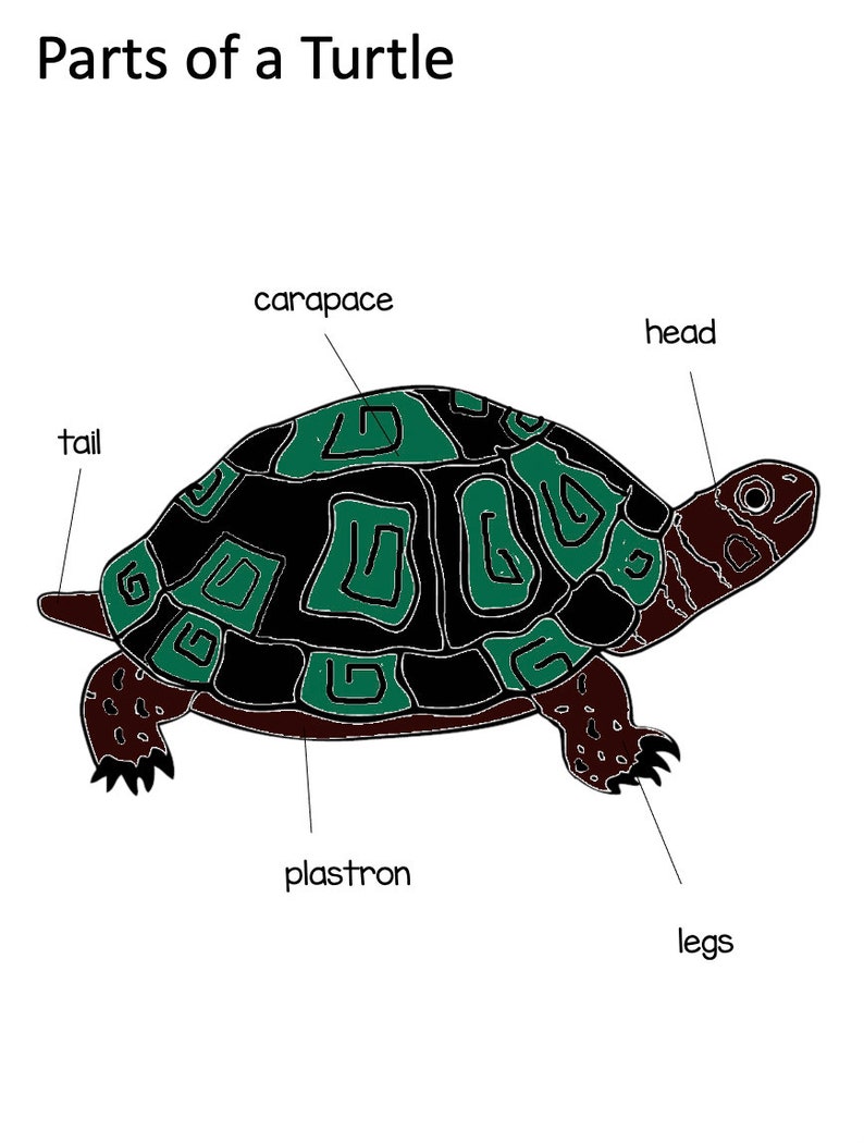 Parts of Turtle - Montessori 3-part-cards - Etsy