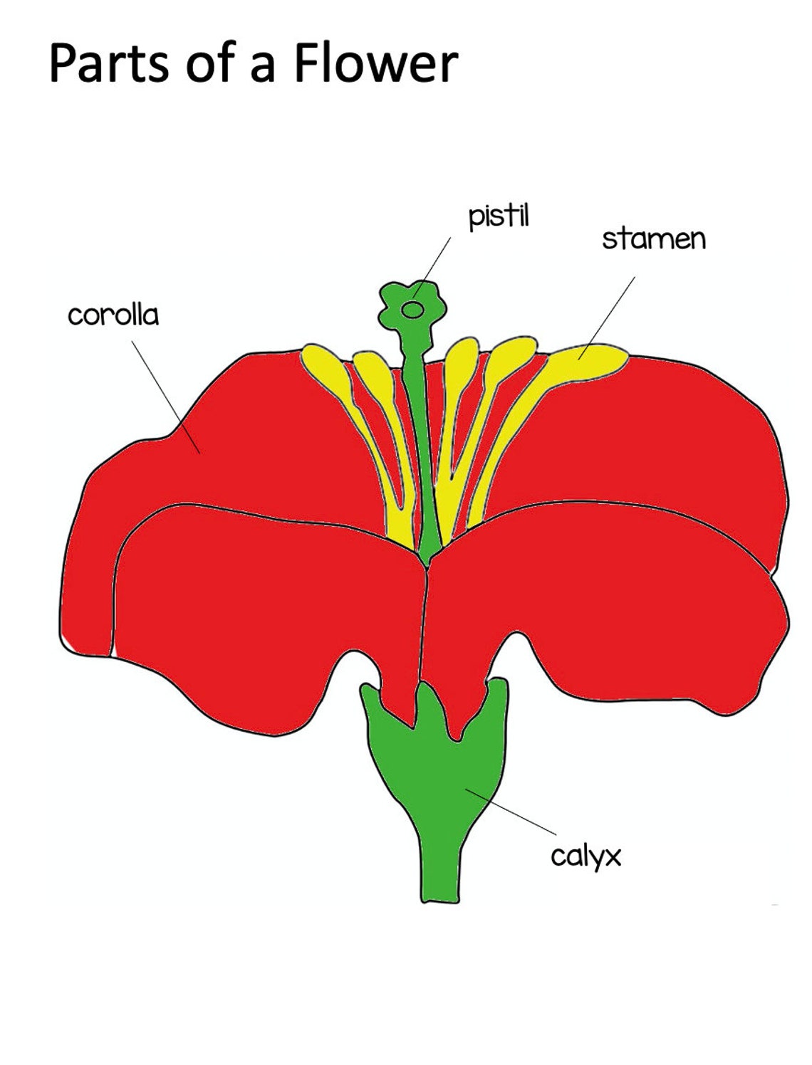 Parts of a Flower-montessori 3-part-cards - Etsy