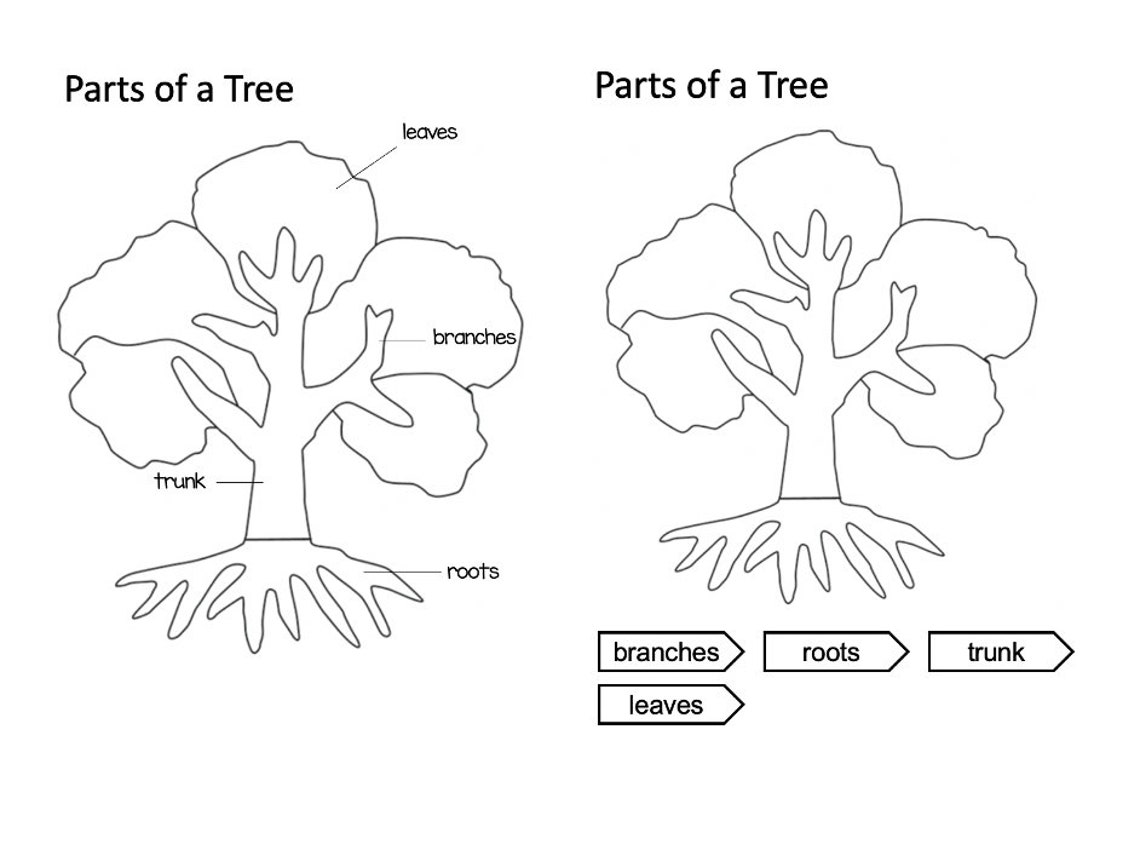 Parts of a Tree - Montessori 3-part-cards - Etsy
