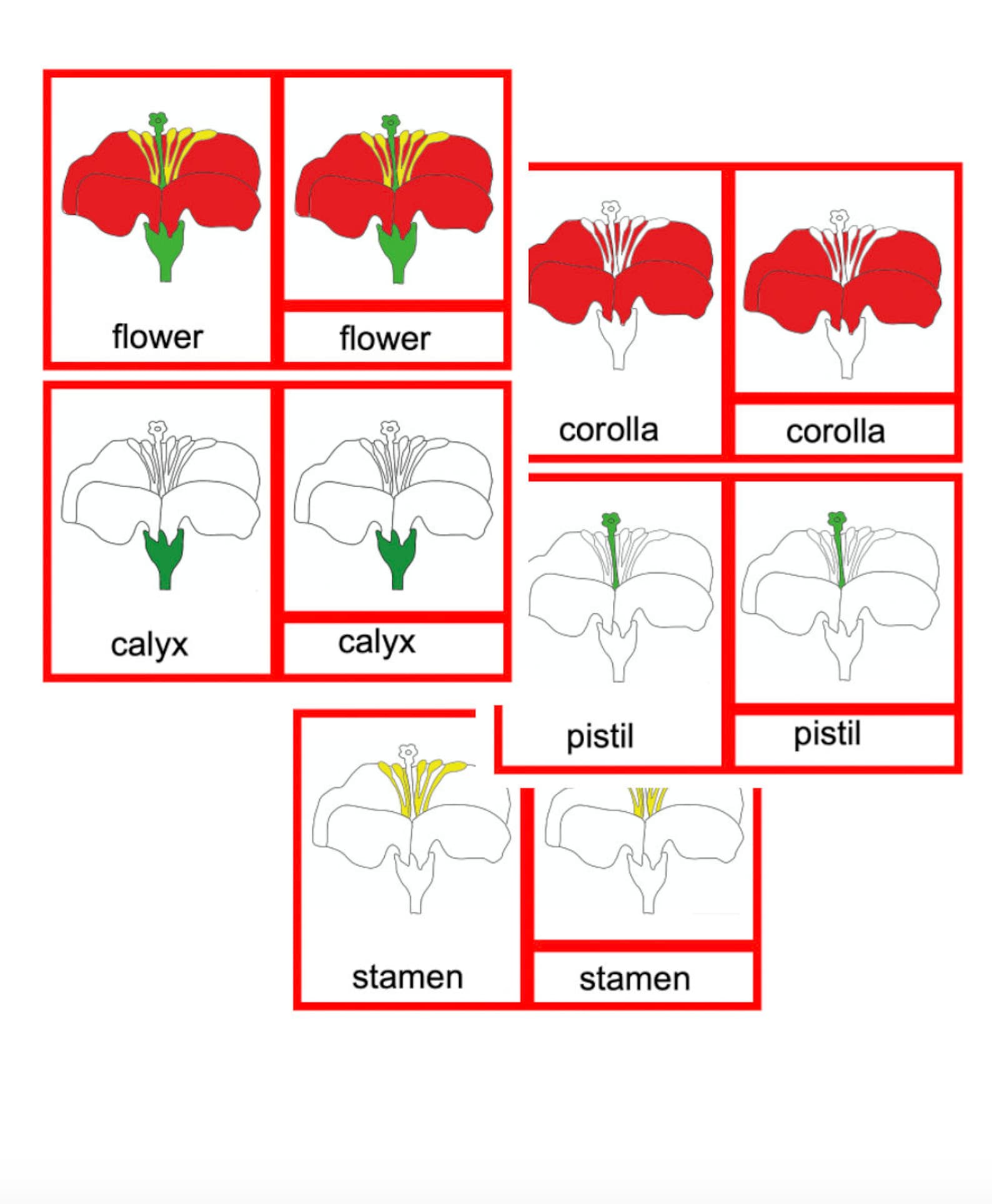 Parts of a Flower-montessori 3-part-cards - Etsy