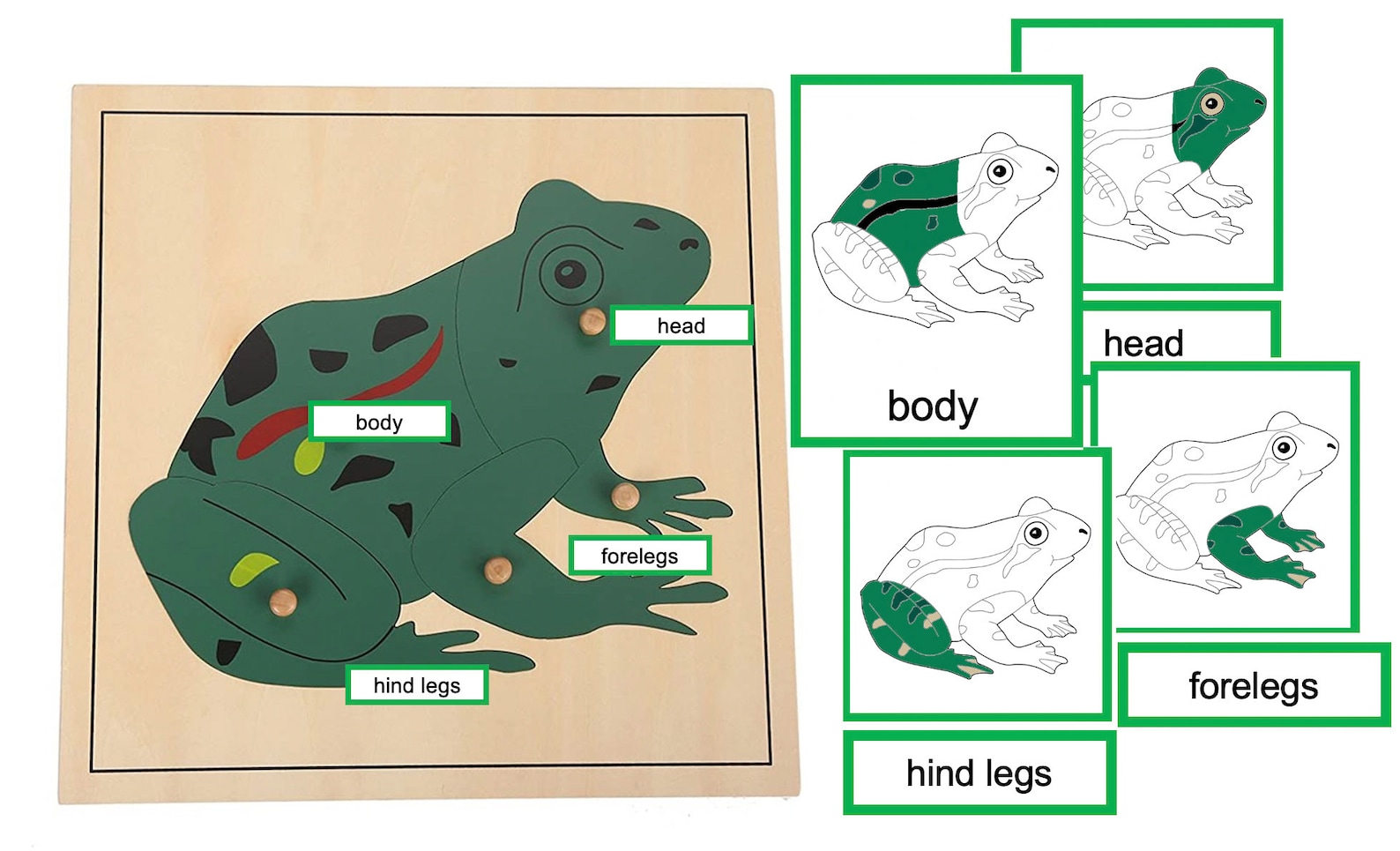 Parts of Frog - Montessori 3-part-cards - Etsy
