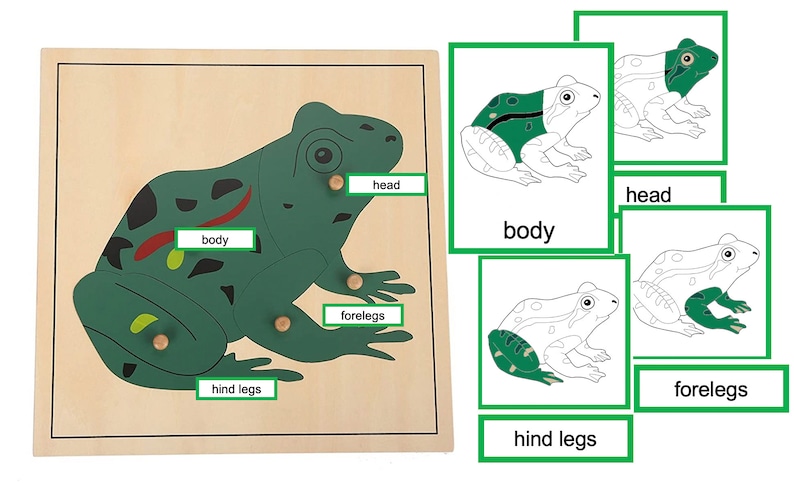 Parts of Frog - Montessori 3-part-cards - Etsy