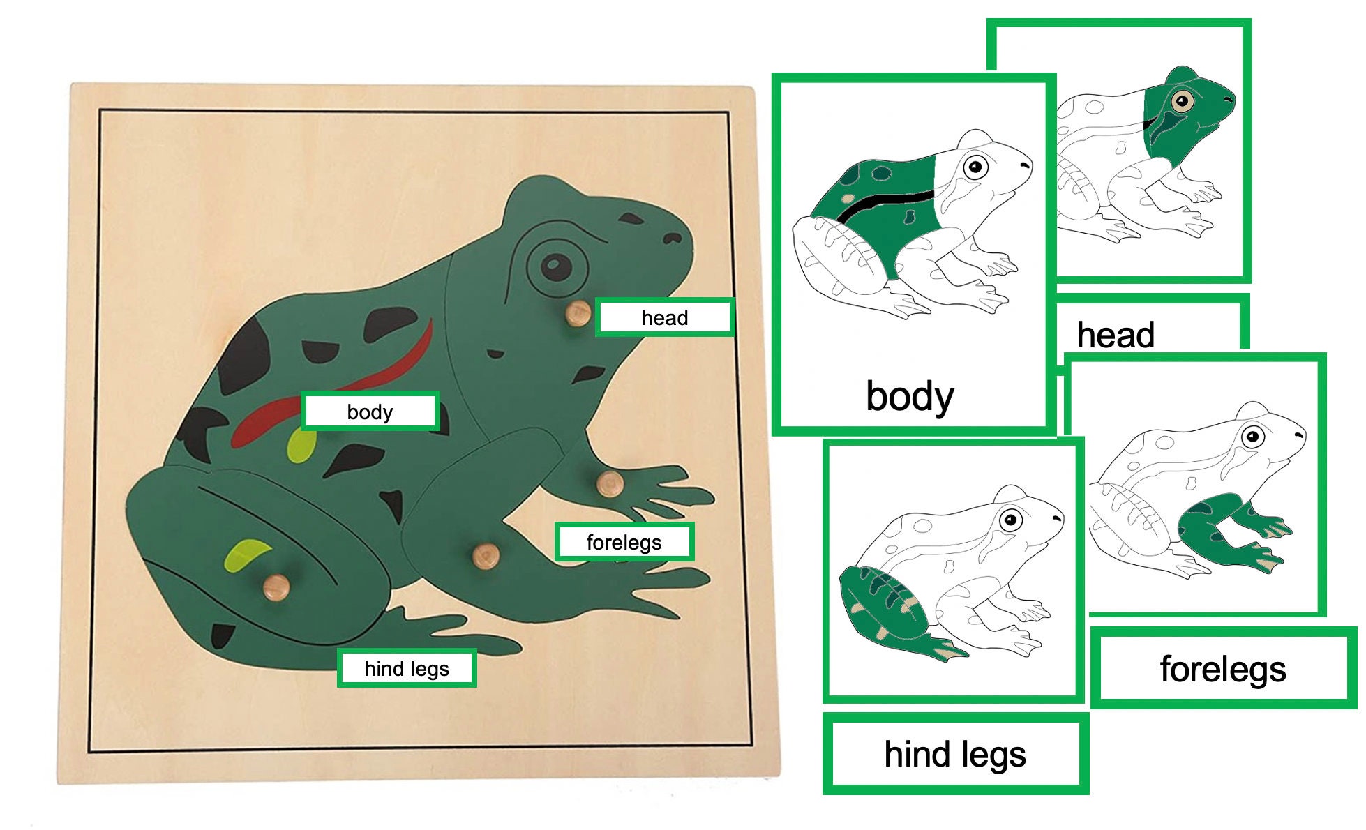 Parts of Frog - Montessori 3-part-cards - Etsy