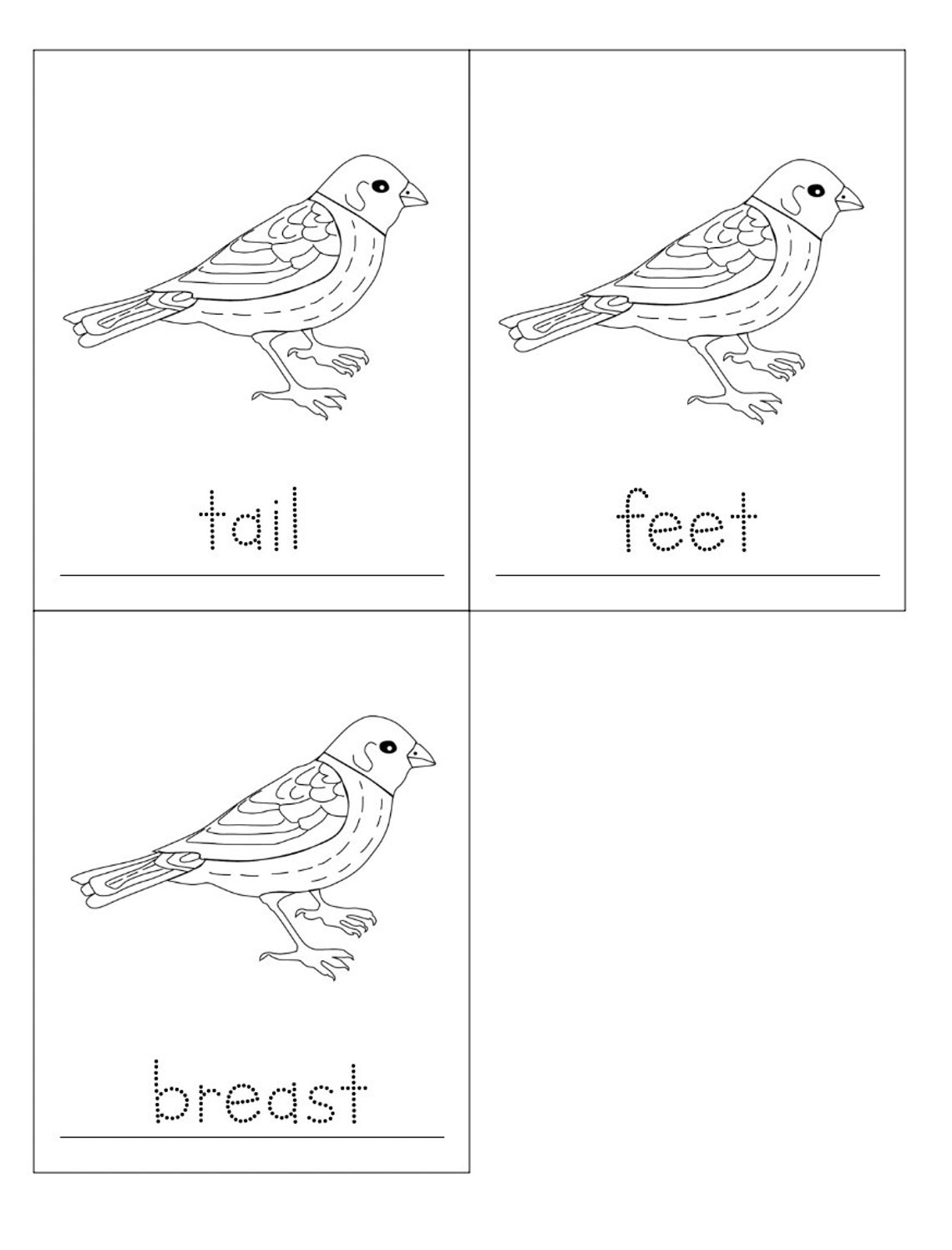 Parts of a Bird - Montessori 3-part-cards - Etsy
