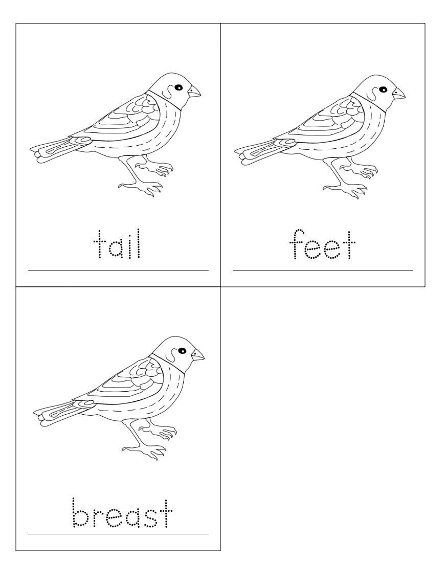 Parts of a Bird - Montessori 3-part-cards - Etsy