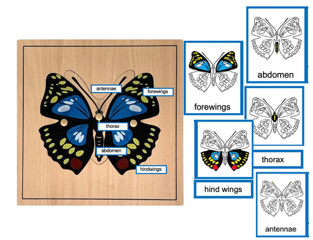 Parts of a Butterfly - Montessori 3-part-cards - Etsy