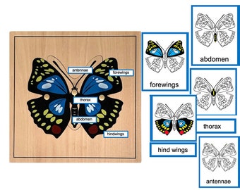 Parts of a Butterfly Montessori Nomenclature Three-part Cards ...