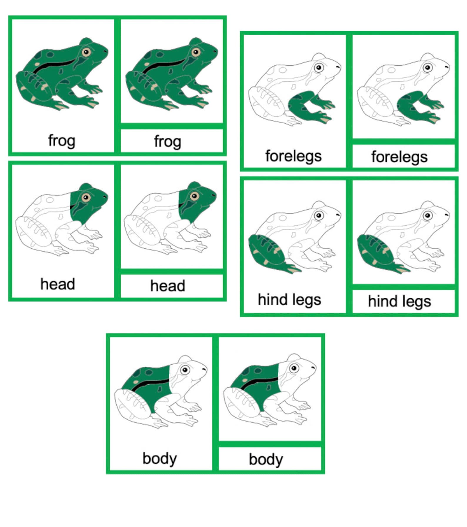 Parts of Frog - Montessori 3-part-cards - Etsy