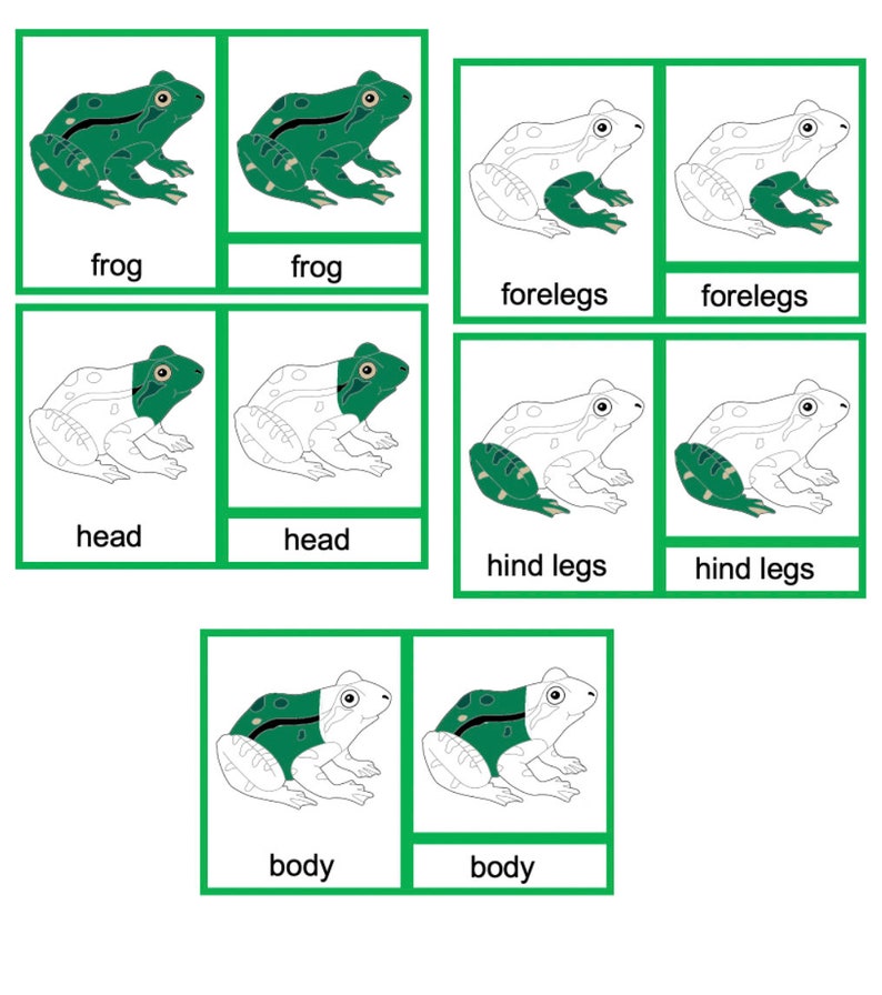 Parts of Frog - Montessori 3-part-cards - Etsy