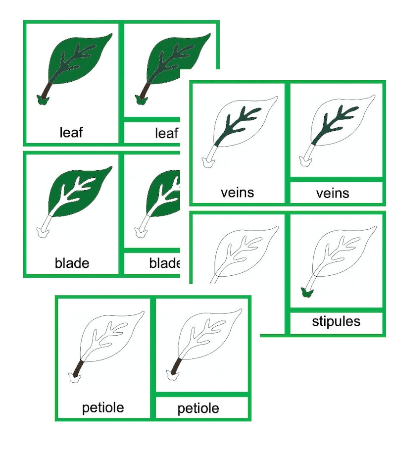 Parts of a Leaf - Montessori 3-part-cards - Etsy