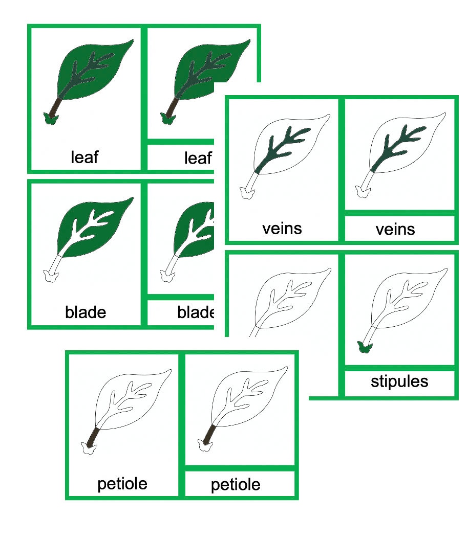 Parts of a Leaf - Montessori 3-part-cards - Etsy