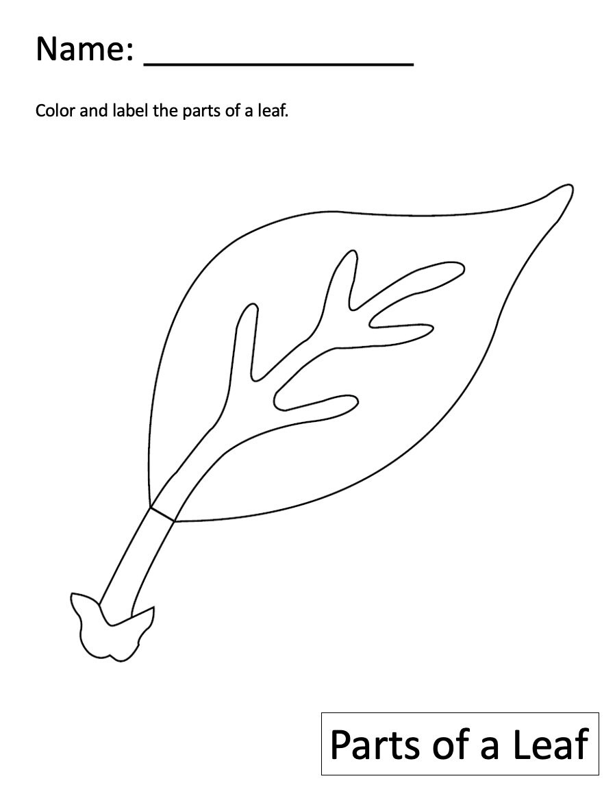 Parts of a Leaf - Montessori 3-part-cards - Etsy