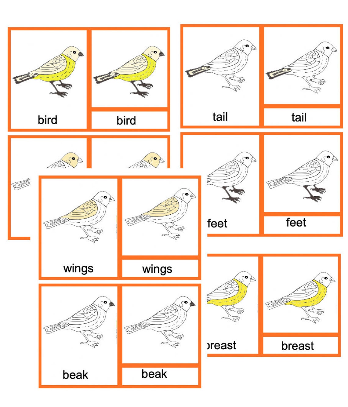 Parts of a Bird - Montessori 3-part-cards - Etsy