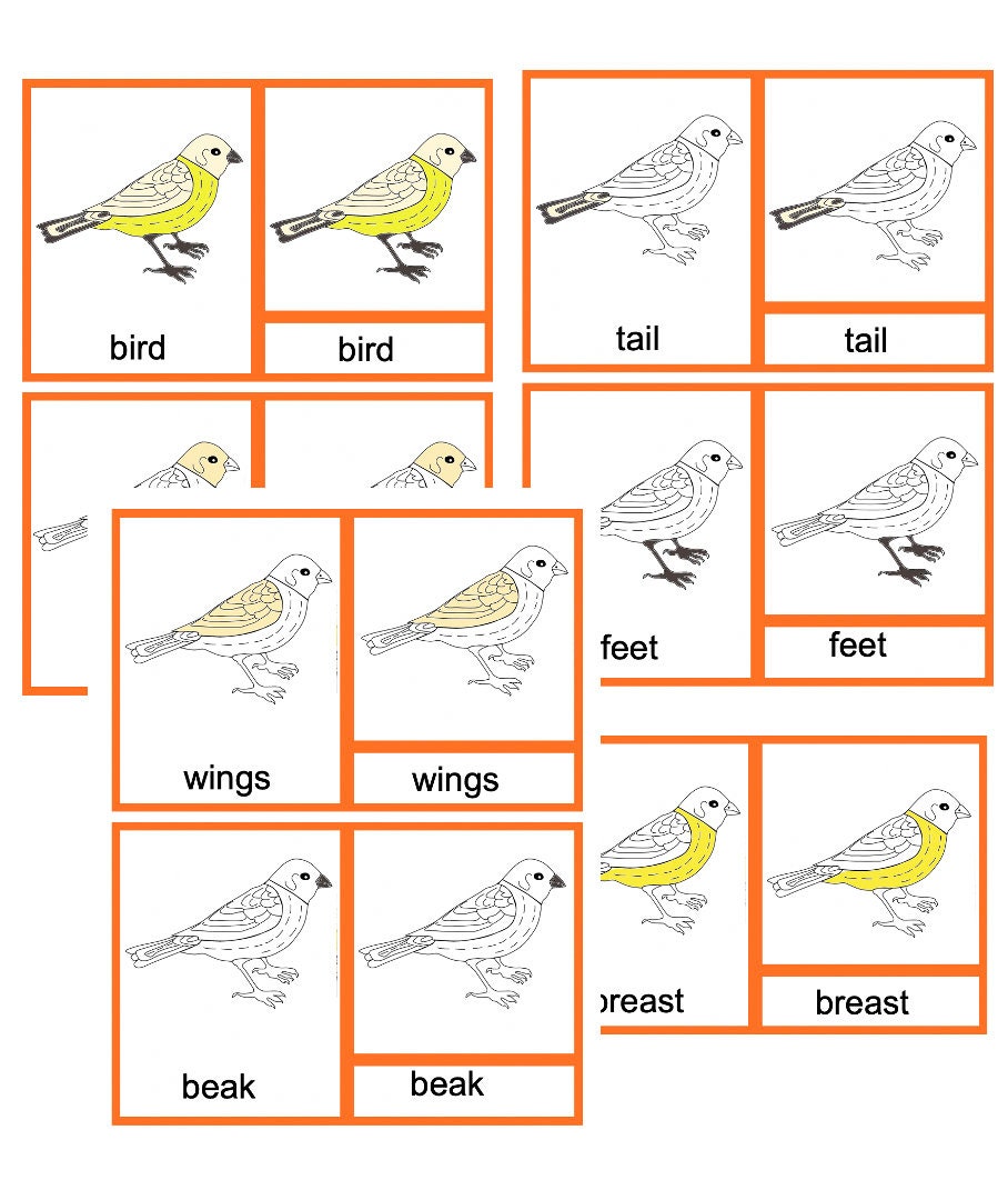 Parts of a Bird - Montessori 3-part-cards - Etsy
