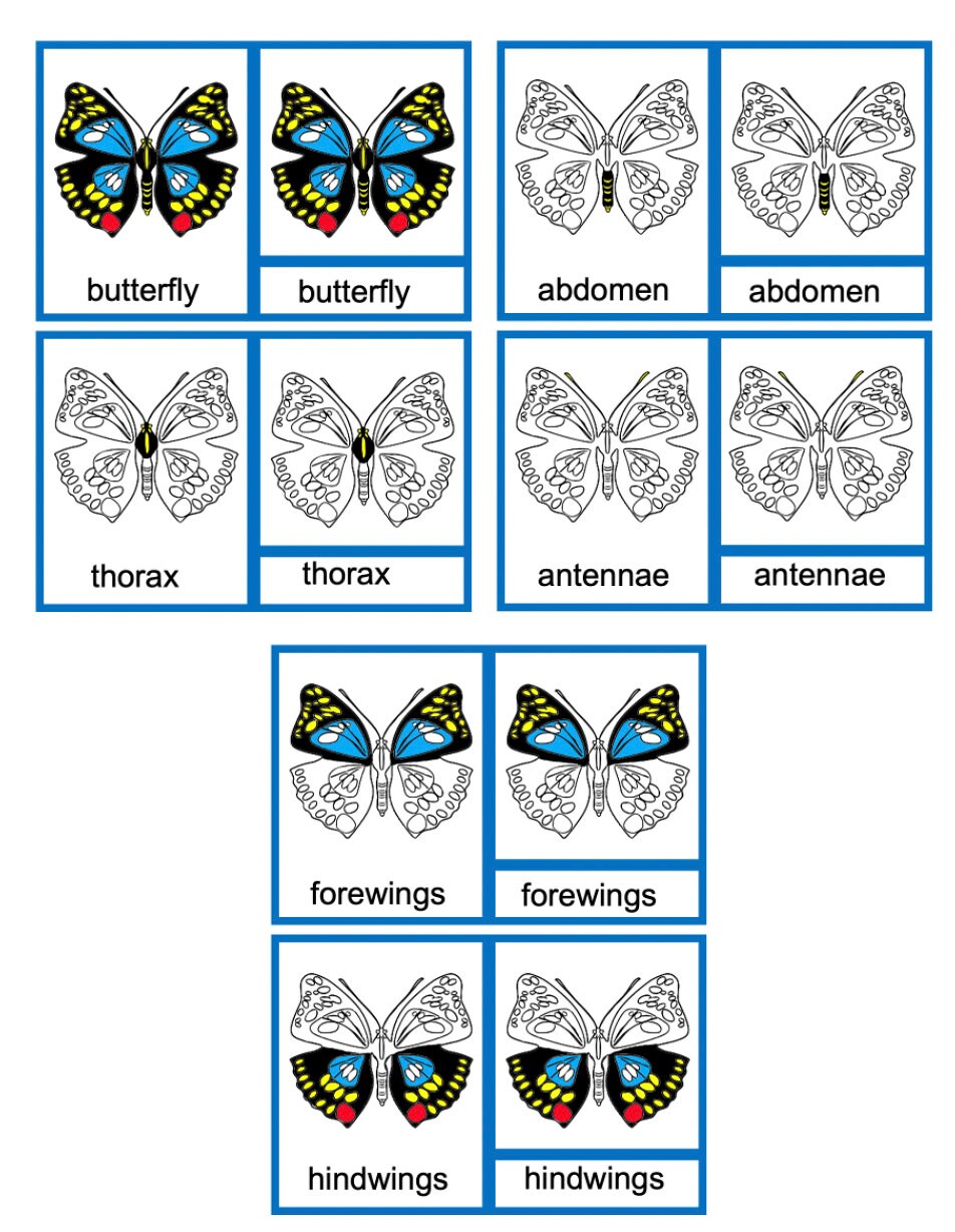 Parts Of A Butterfly Printable