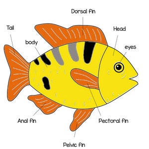 Parts of a Fish - Montessori 3-part-cards - Etsy