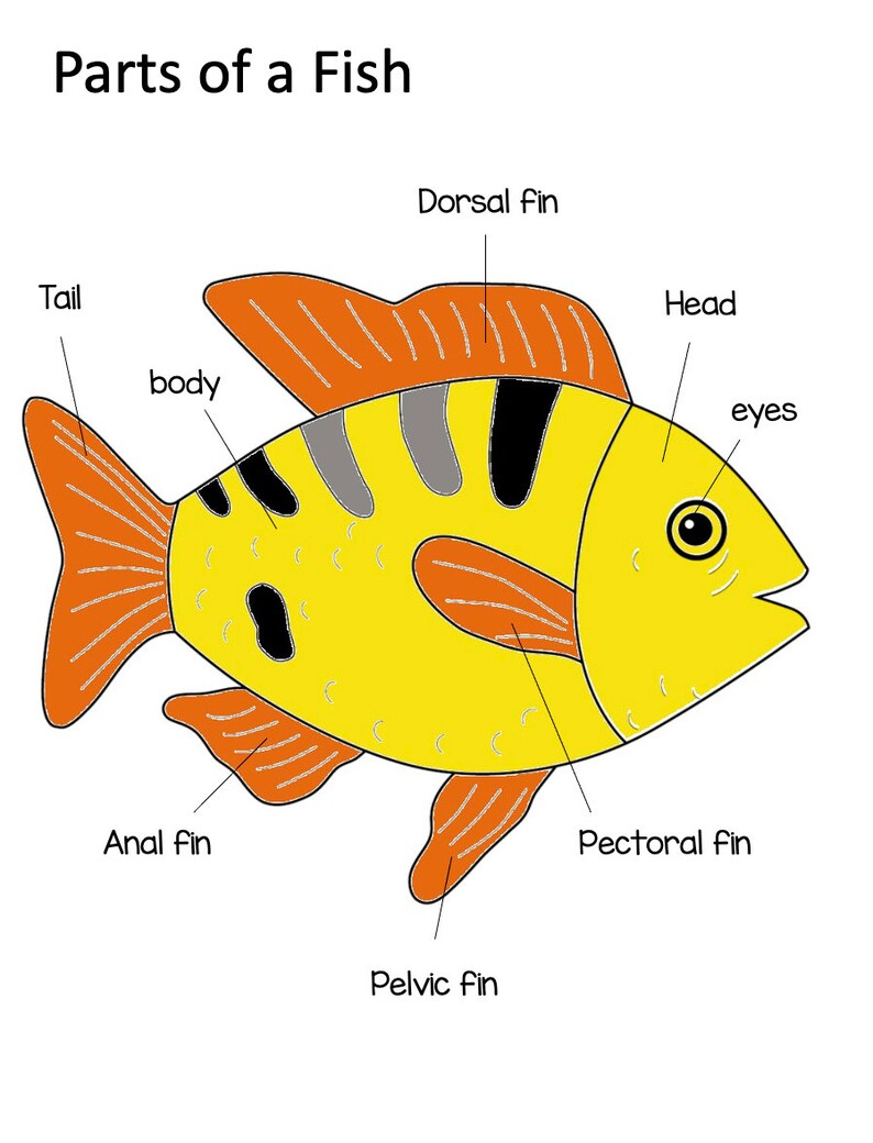 Parts of a Fish - Montessori 3-part-cards - Etsy