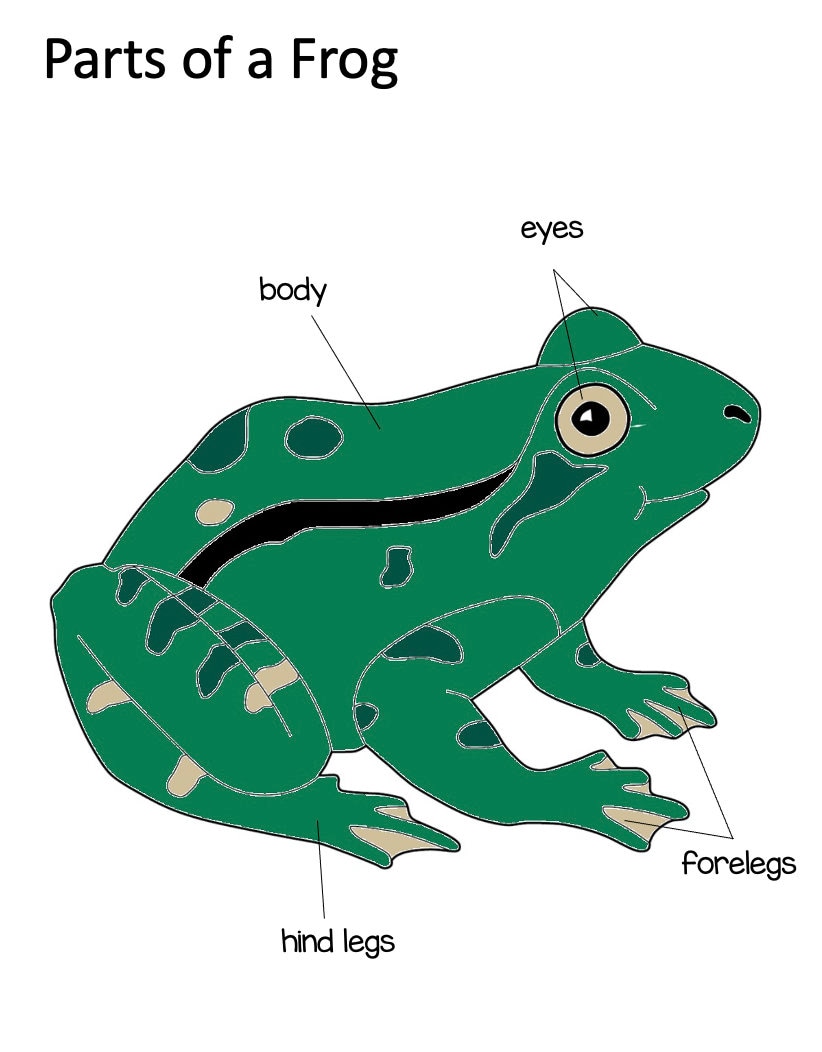 Parts of Frog - Montessori 3-part-cards - Etsy