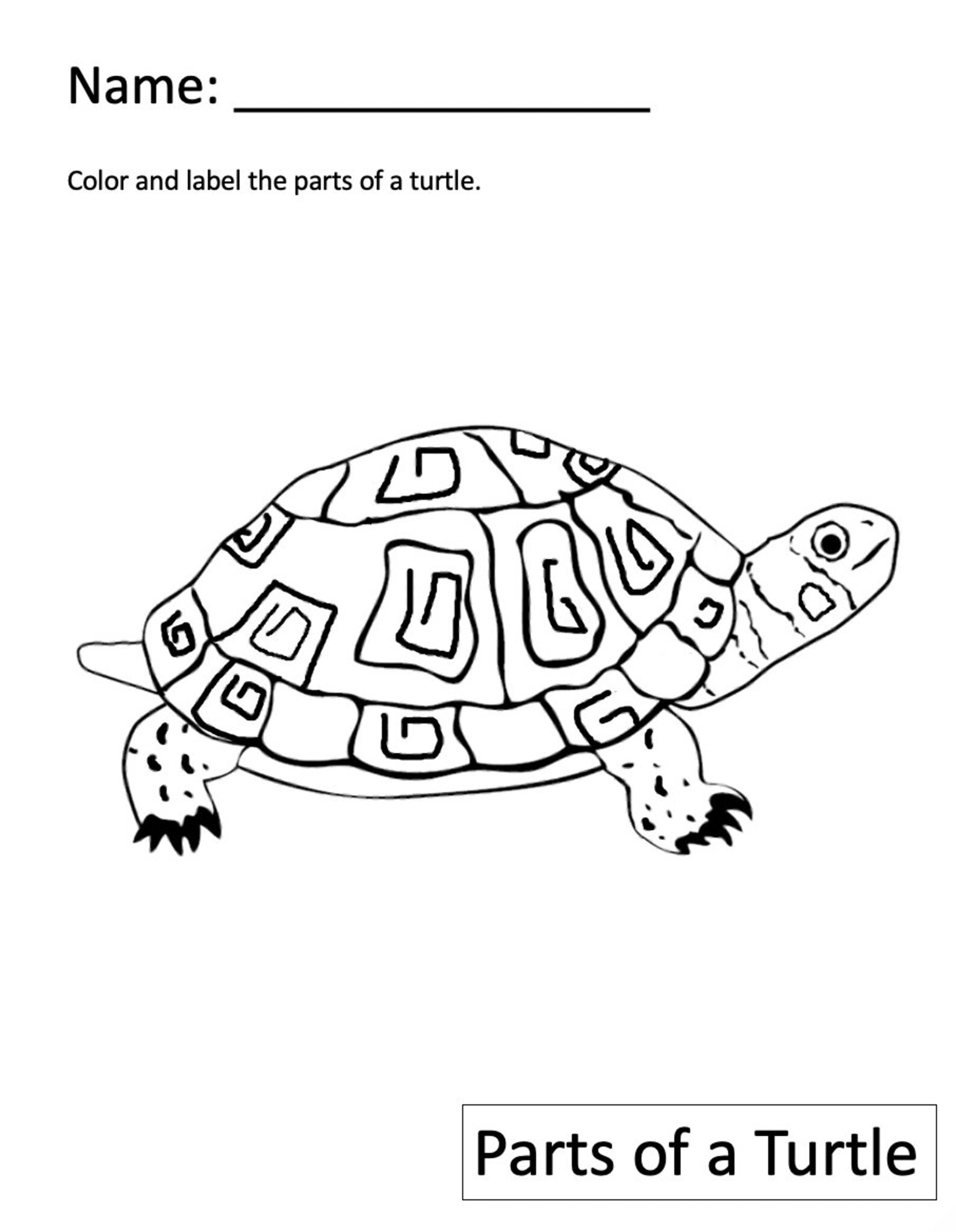 Parts of Turtle - Montessori 3-part-cards - Etsy