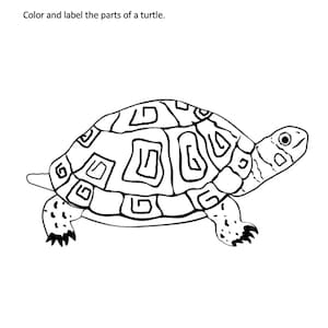 Parts of Turtle - Montessori 3-part-cards - Etsy