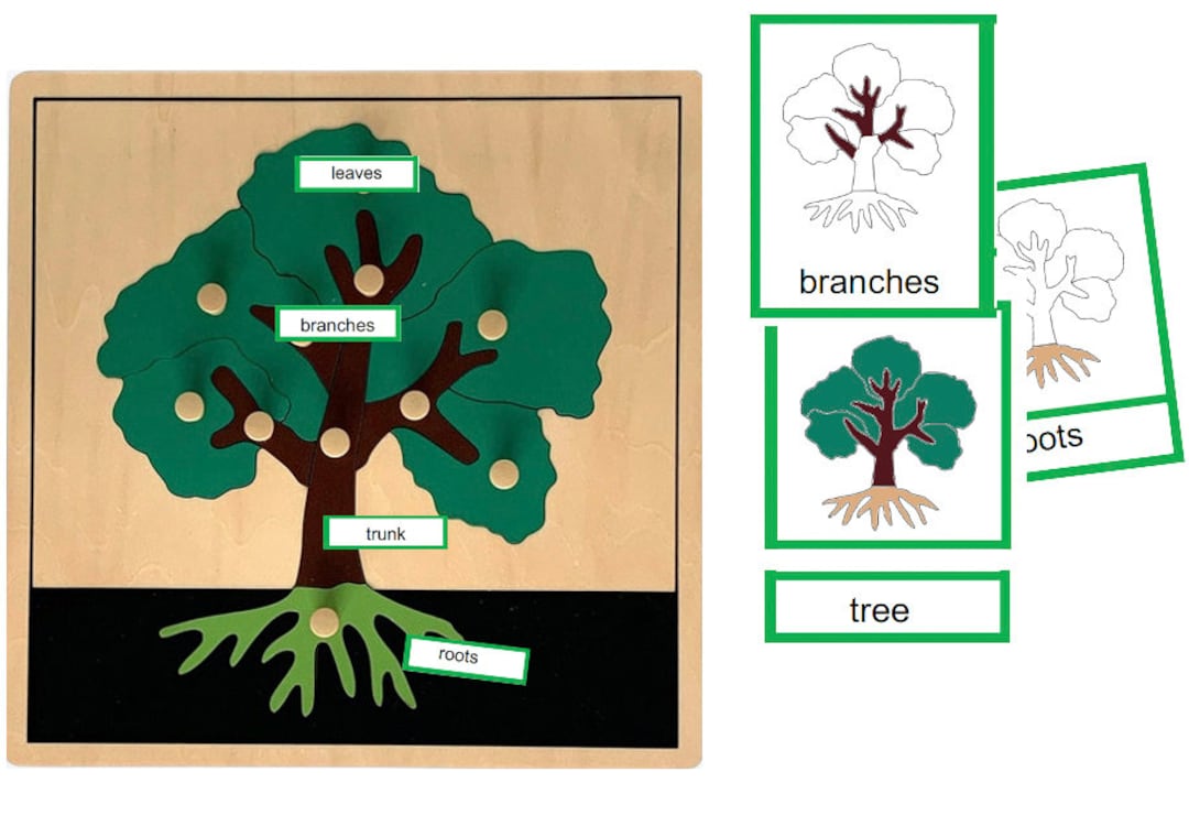 Parts of a Tree - Montessori 3-part-cards - Etsy