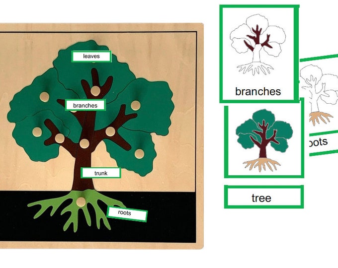 Parts of a Stem Nomenclature 3-part Cards Montessori Botany Printable ...