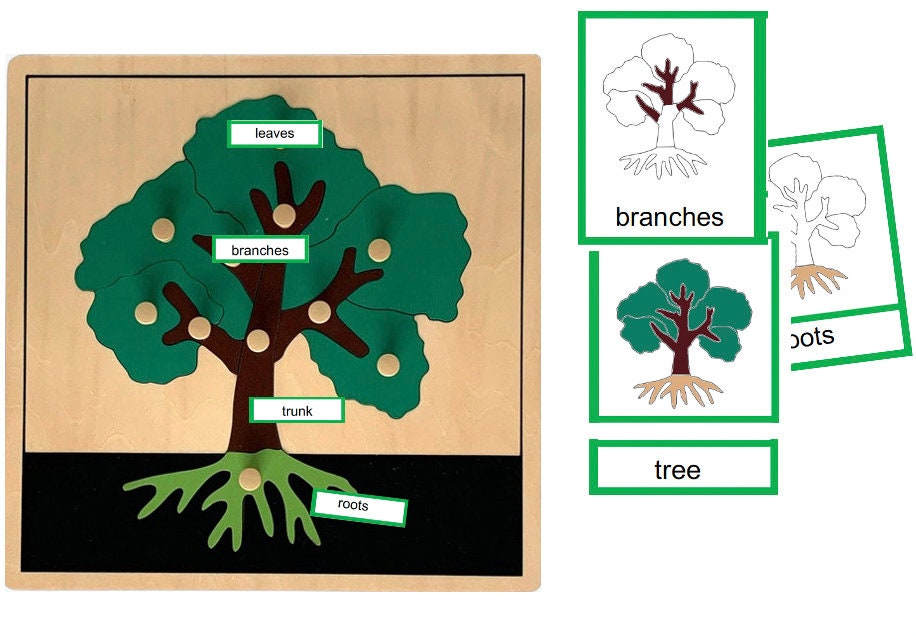 Parts of a Tree - Montessori 3-part-cards - Etsy