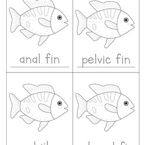 Parts of a Fish - Montessori 3-part-cards - Etsy